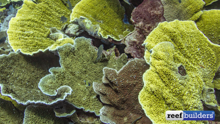 Montipora Identification 1.1: A Guide to the Plating and Laminar ...