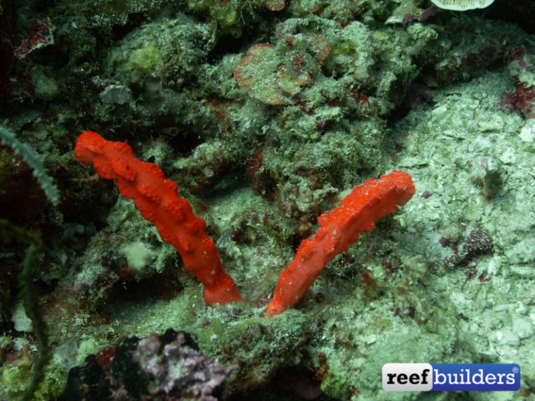 Snake Polyps are the Oddballs of the Coral World | Reef Builders | The ...