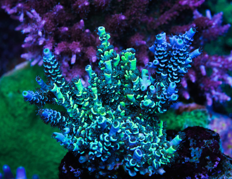 The World Wide Corals 900 Gallon Show Tank 3+ years later | Reef ...