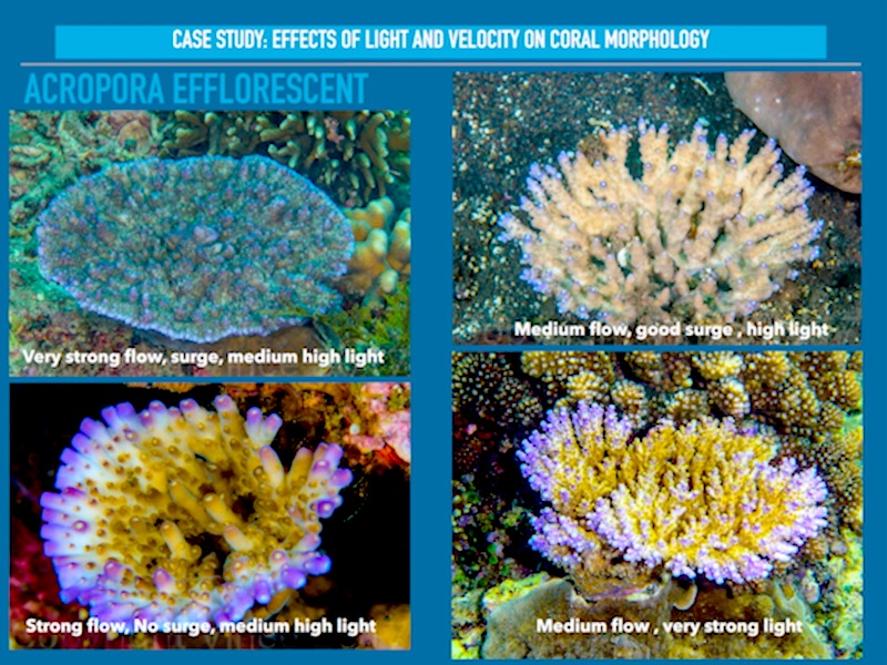 Video Preview of Wild Corals’ Adaptation to Aquarium Life | Reef ...