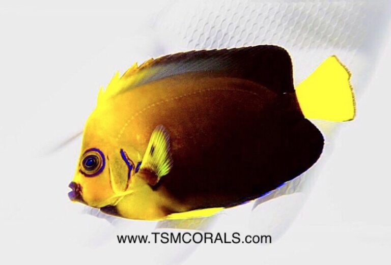 Wild Hybrid Conspicuous Angelfish makes American Debut | Reef Builders ...
