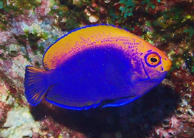 Resplendent Fireball Angelfish Hybrid from St. Helena Island | Reef ...