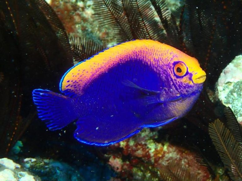 Resplendent Fireball Angelfish Hybrid from St. Helena Island | Reef ...