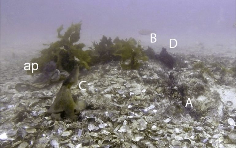 Octlantis is A Rare Octopus Colony in Australia | Reef Builders | The ...