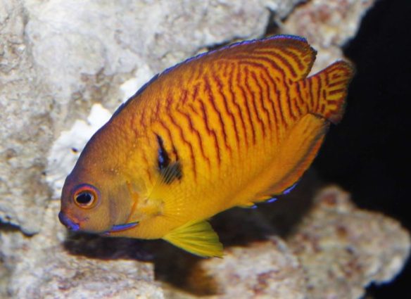 Stunning ORANGE ‘Tiger Tail’ Coral Beauty Has Hybrid Traits | Reef ...