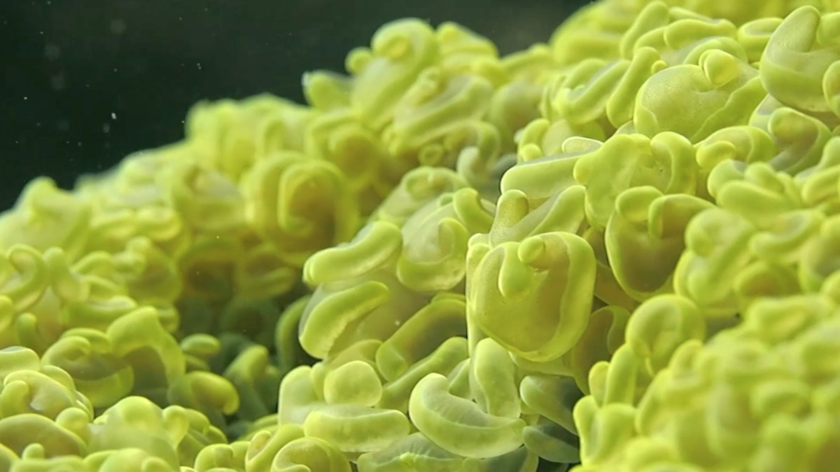 Euphyllia Corals Grow Best in Rhythmic Pulsing Flow | Reef Builders ...
