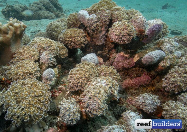 Flowerpot Corals & Everything You Need to Know For Success | Reef ...