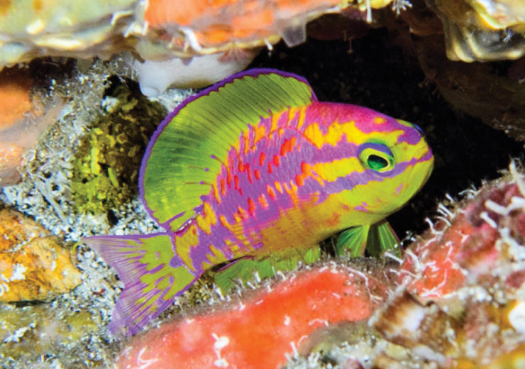 Category: Anthias | Reef Builders | The Reef and Saltwater Aquarium Blog