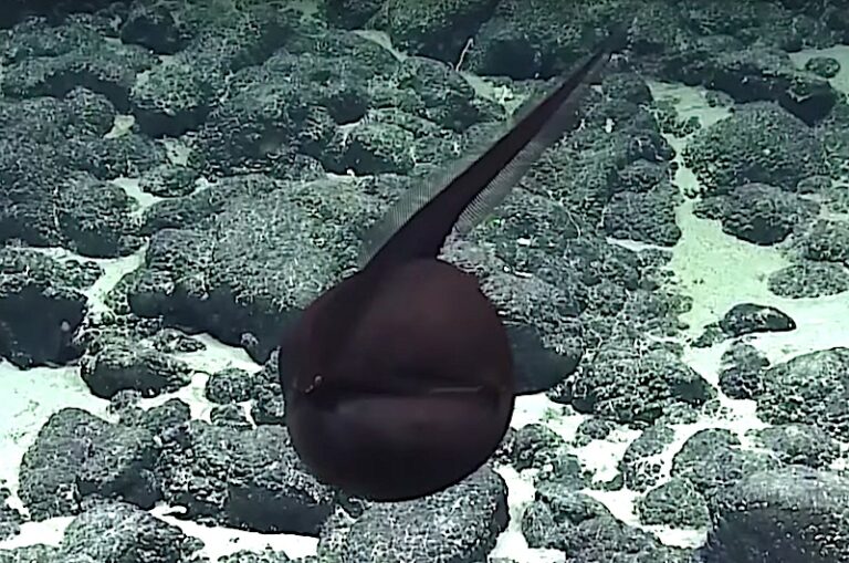 Gulper Eel Observed in a Most Adorable State | Reef Builders | The Reef ...