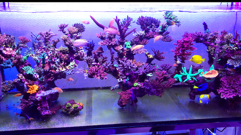 There’s a Very Original Aquascape at VP Corals in Taipei, Taiwan | Reef ...