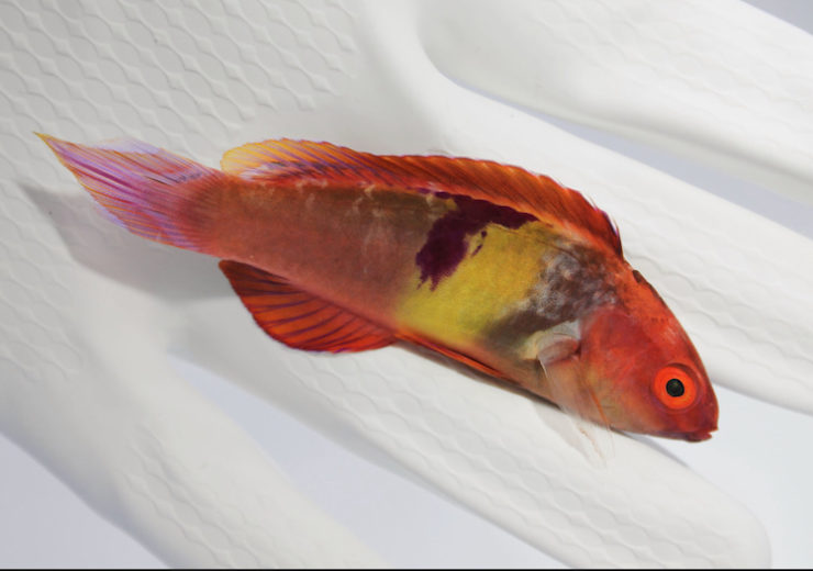 Tag: cirrhilabrus | Reef Builders | The Reef and Saltwater Aquarium Blog