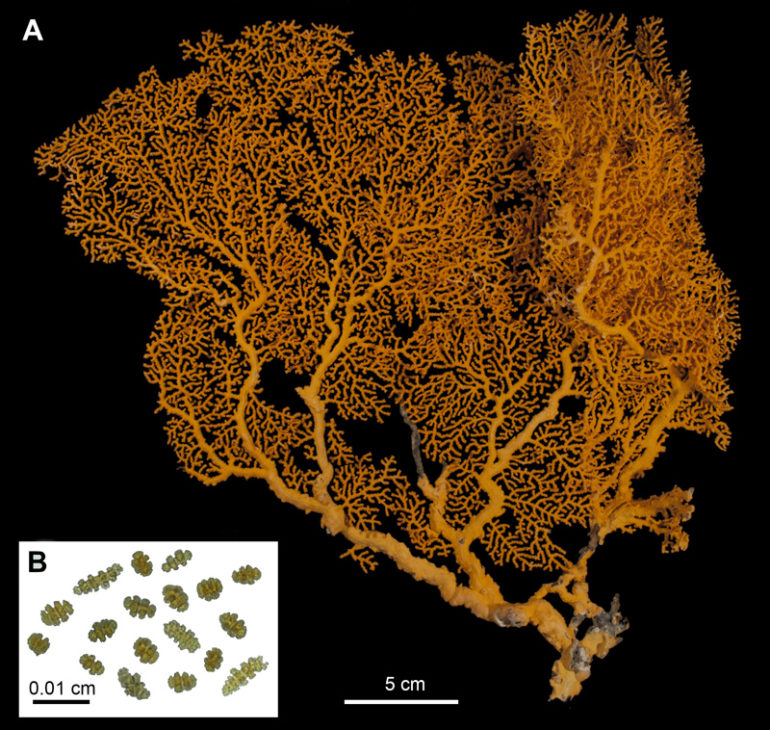 Two New Species of Gorgonians Endemic to Mexico | Reef Builders | The ...