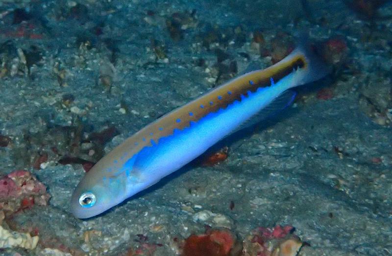 Hoplolatilus oreni, First Live Picture of this Gorgeous Tilefish | Reef ...