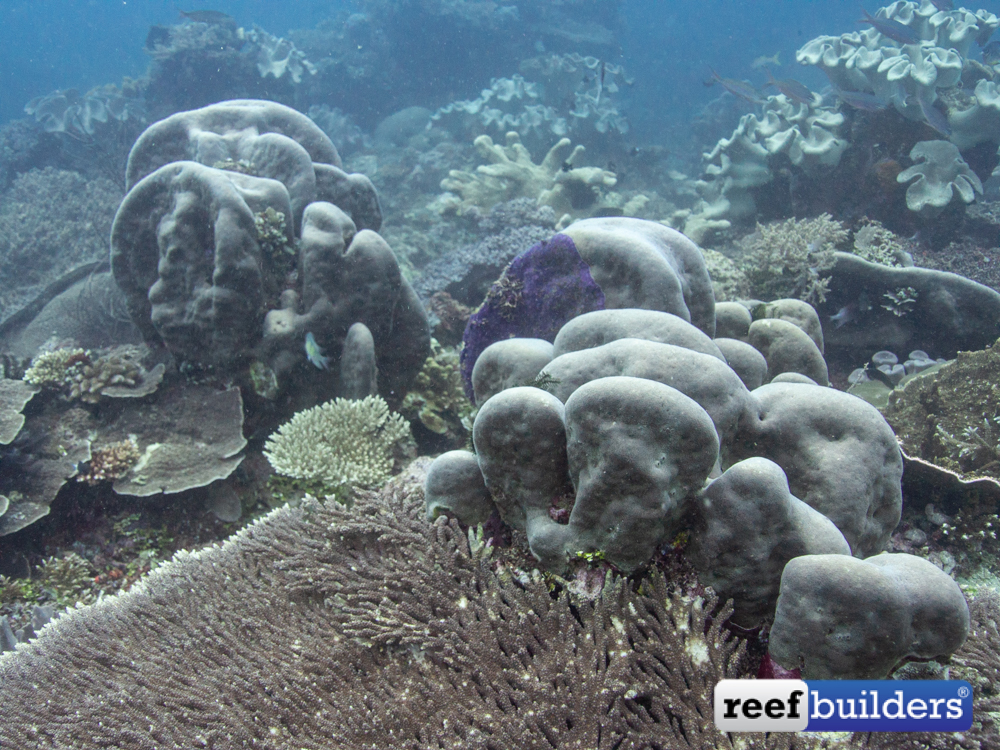 Pavona duerdeni is your Weird Coral of the Week | Reef Builders | The ...