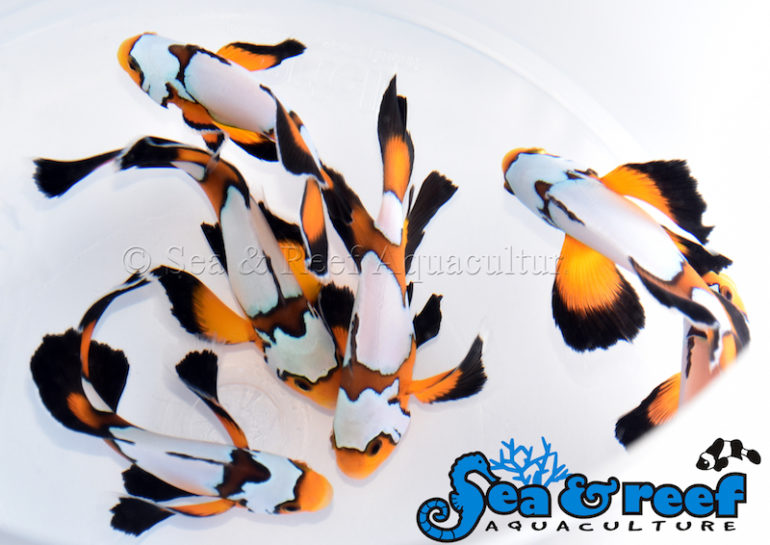 Longfin Black Ice Clownfish is the First ‘Developed’ Longfin Marine ...