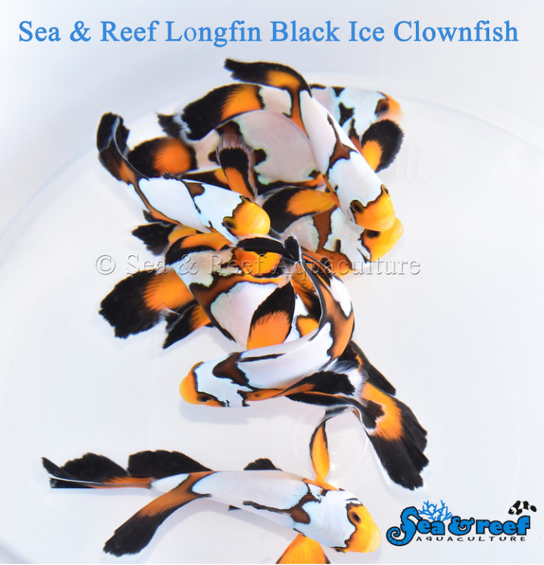 Longfin Black Ice Clownfish is the First ‘Developed’ Longfin Marine ...