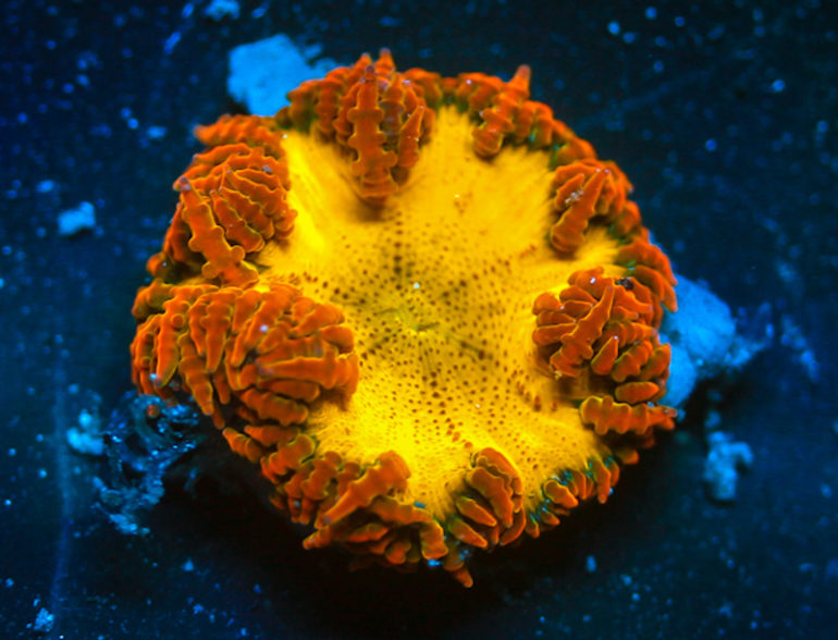 Yellow is the Hot New Color of FLOWER Anemones | Reef Builders | The ...