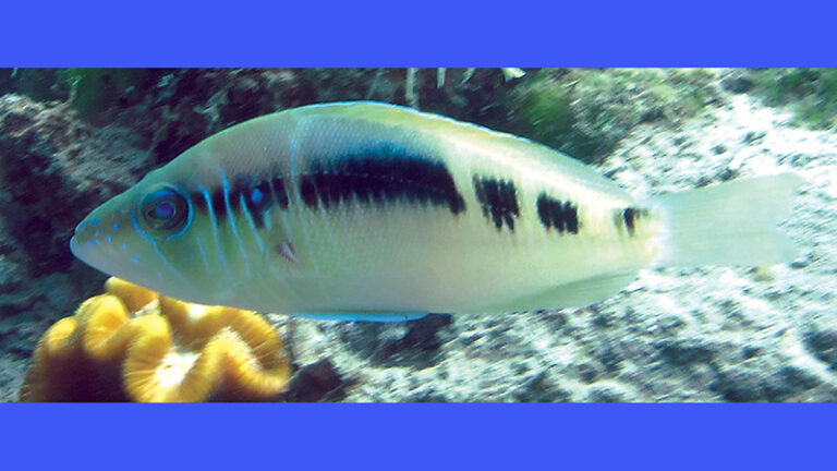 Hypoplectrus liberte, a New Species of Hamlet from Haiti | Reef ...