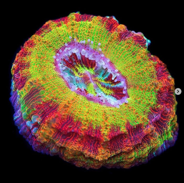 Mini Scolies Reach new Heights at World Wide Corals | Reef Builders ...
