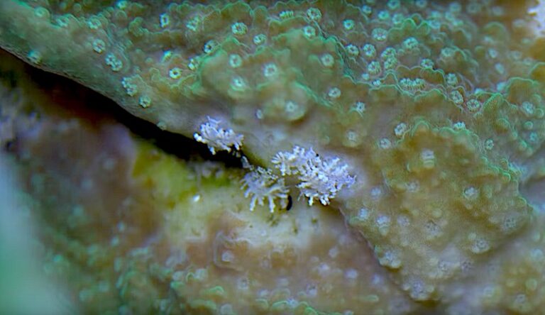 Video: How do I get rid of Montipora-eating nudibranchs? | Reef ...