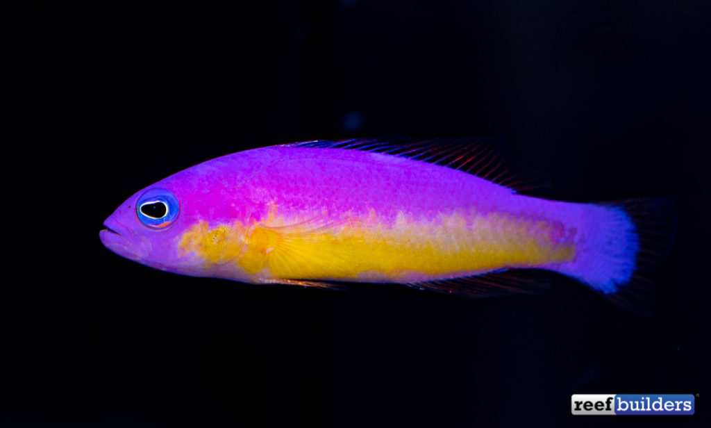 Up Close with an Aberrant Pictichromis Dottyback | Reef Builders | The ...
