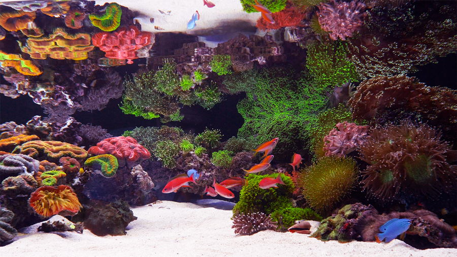 The Ultimate ‘Rainbow Reef’ is at VP Corals in Taipei, Taiwan | Reef ...