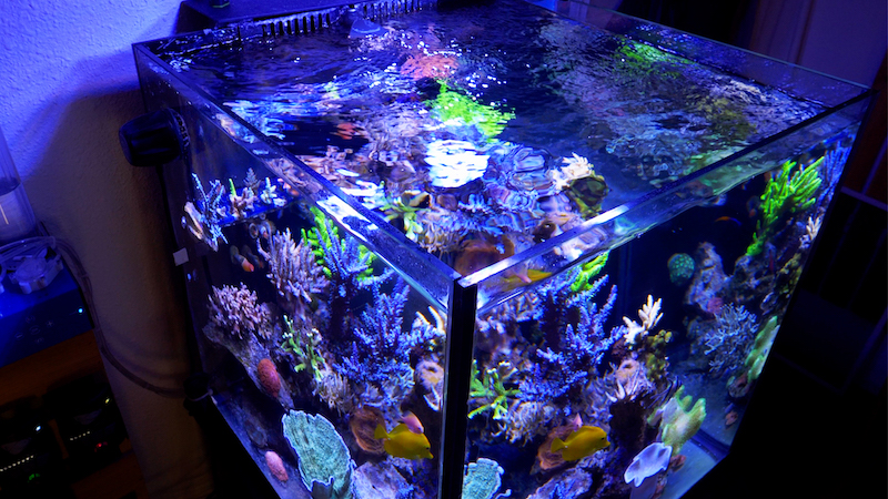 Close Video Look At My Reef Tank and its Maintenance | Reef Builders ...