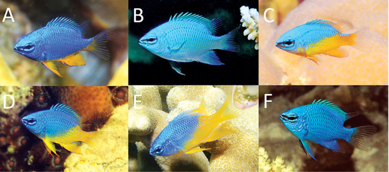Chrysiptera uswanasi, the Newest Species of Damselfish from Papua ...