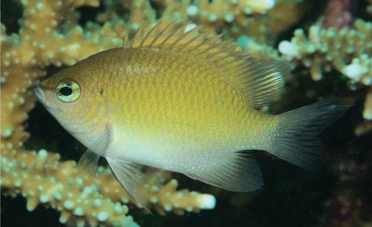 Chrysiptera uswanasi, the Newest Species of Damselfish from Papua ...