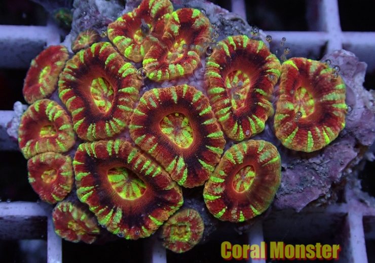 Tag: micro lord | Reef Builders | The Reef and Saltwater Aquarium Blog