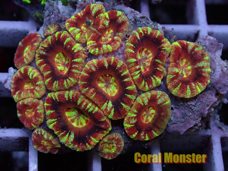 A Selection of Micromussa lordhowensis from ‘Asia’ | Reef Builders ...
