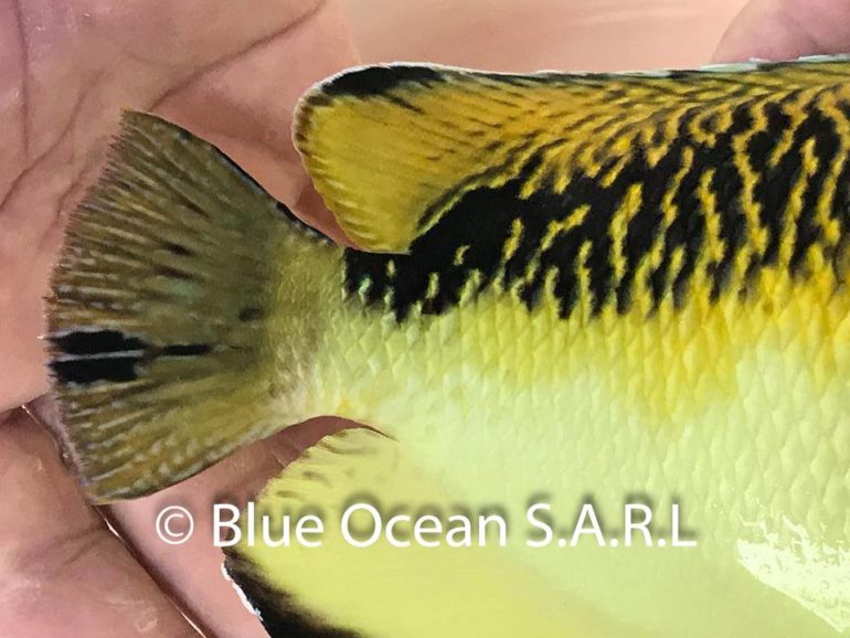 Tiger Angelfish Hybrid Collected in Madagascar | Reef Builders | The ...