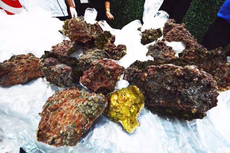 Coral Smuggler Busted in the Philippines with over 250 Chalice Corals ...