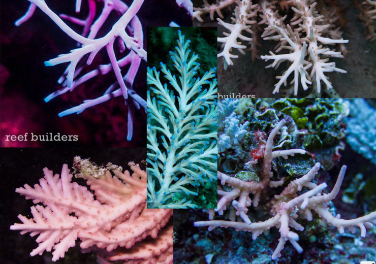 Tag: acropora speciosa | Reef Builders | The Reef and Saltwater ...