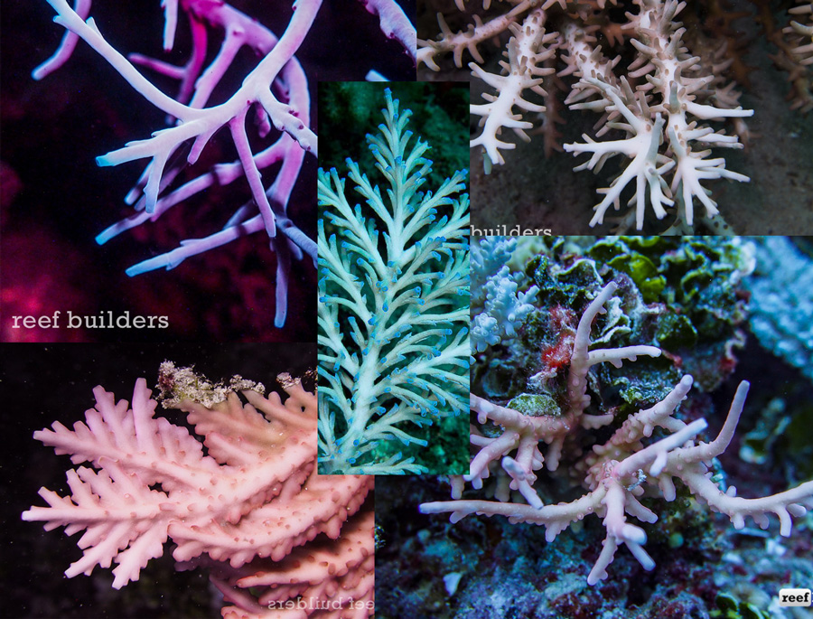 Top 5 Super Exotic Thin Branched Acroporas | Reef Builders | The Reef ...
