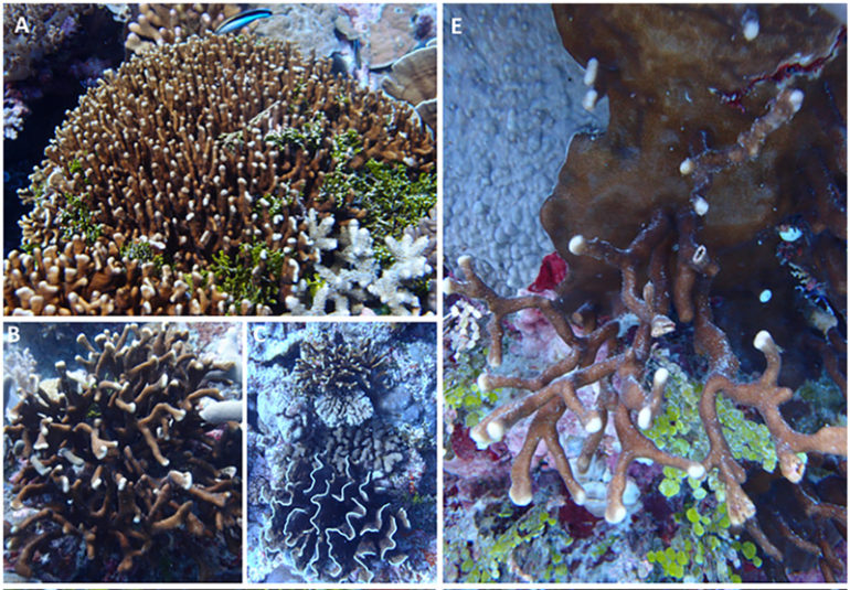 Heliopora hiberniana is a New Species of ‘White’ Blue Ridge Coral ...