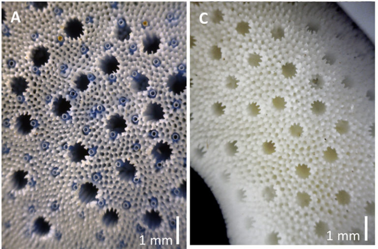 Heliopora hiberniana is a New Species of ‘White’ Blue Ridge Coral ...
