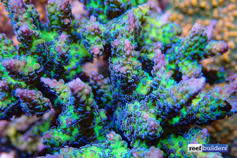 Seriatopora dendritica, Birdnest Coral Wishes it was an Acropora ...