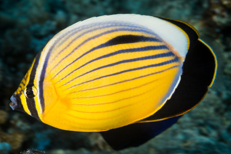 Interesting Ecology Shift of Blacktail and Orangeface Butterflyfish ...