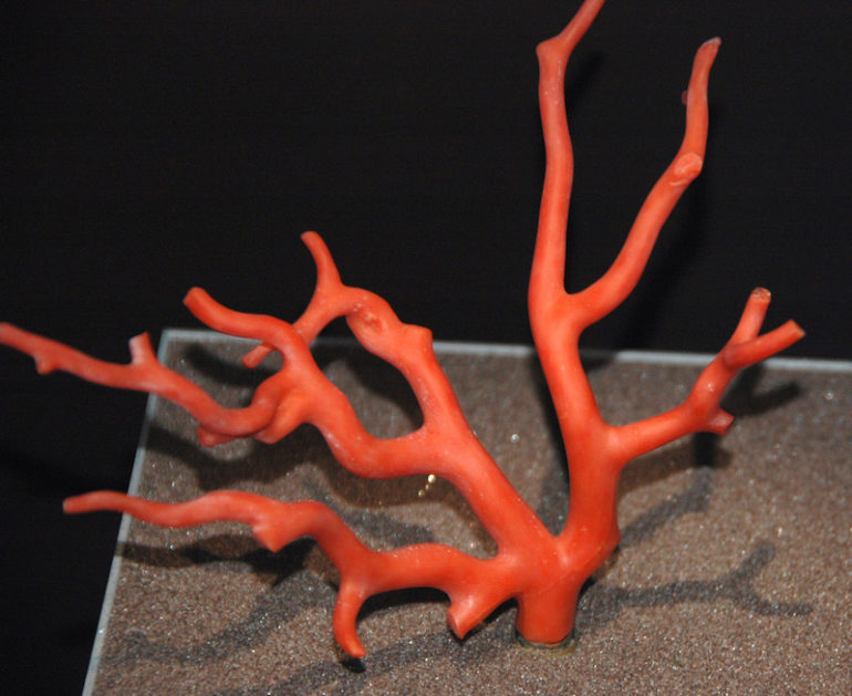 Pantone’s ‘Living Coral’ Color-of-the-Year is Beyond Tone Deaf | Reef ...
