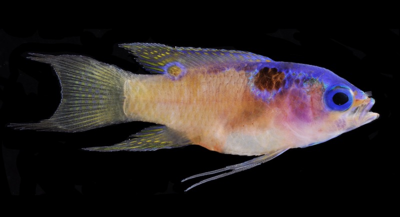 Lipogramma idabeli, a Gorgeous New Species of Deepwater Basslet | Reef ...
