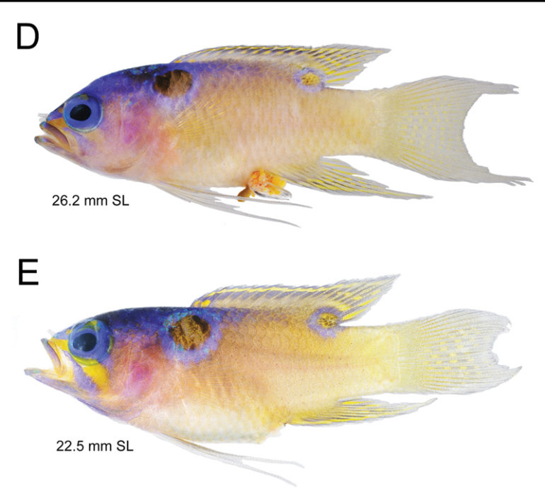 Lipogramma idabeli, a Gorgeous New Species of Deepwater Basslet | Reef ...