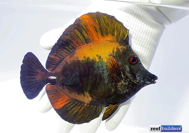 Tag: tricolor tang | Reef Builders | The Reef and Saltwater Aquarium Blog