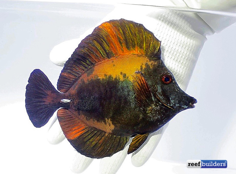 Calico Scopas Tang Among Recent Imports of Koi & Tricolor Tangs | Reef ...