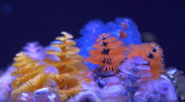 The Christmas Tree Aquarium at the Reef Builders Studio | Reef Builders ...
