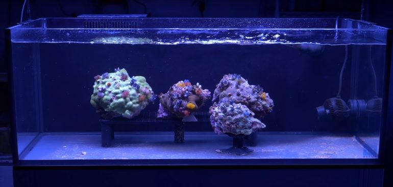 The Christmas Tree Aquarium at the Reef Builders Studio | Reef Builders ...