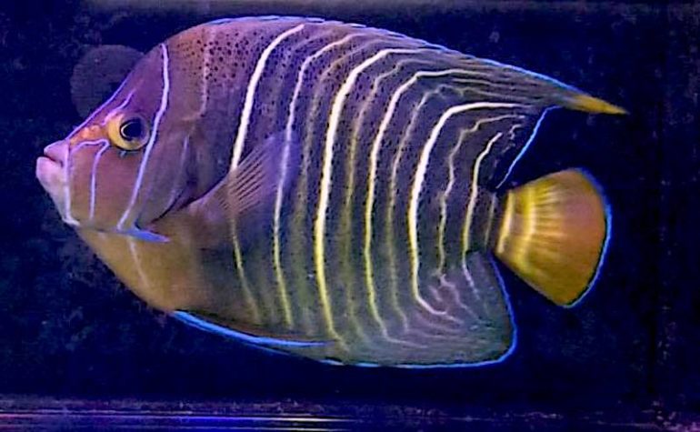 Hybrid Chrysurus x Koran Angelfish Hybrid Collected in Kenya | Reef ...