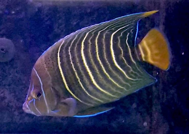 Hybrid Chrysurus x Koran Angelfish Hybrid Collected in Kenya | Reef ...