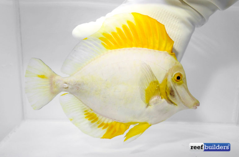 Calico Scopas Tang Among Recent Imports of Koi & Tricolor Tangs | Reef ...