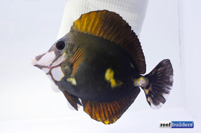 Calico Scopas Tang Among Recent Imports of Koi & Tricolor Tangs | Reef ...